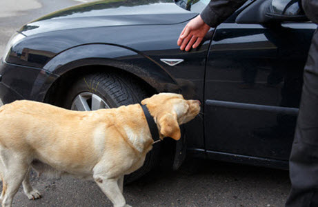 Can the Police Detain You in Order to Conduct a "Dog Sniff" of Your Car?